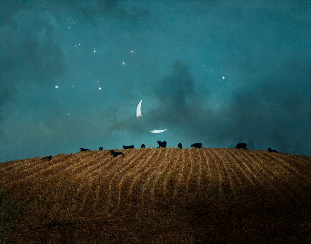 Night Time Cows in a Field With a Moon, Painterly Photography Print ...