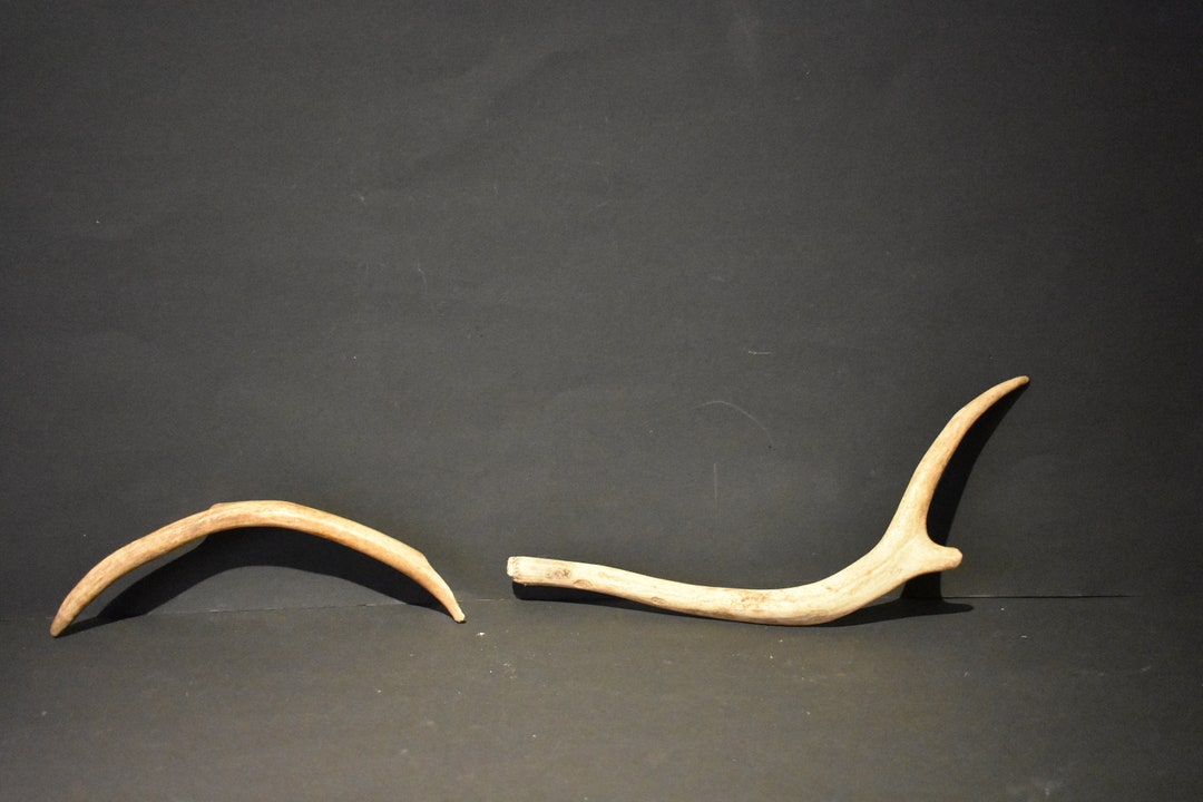 Reindeer Antler From Lapland 153 - Etsy