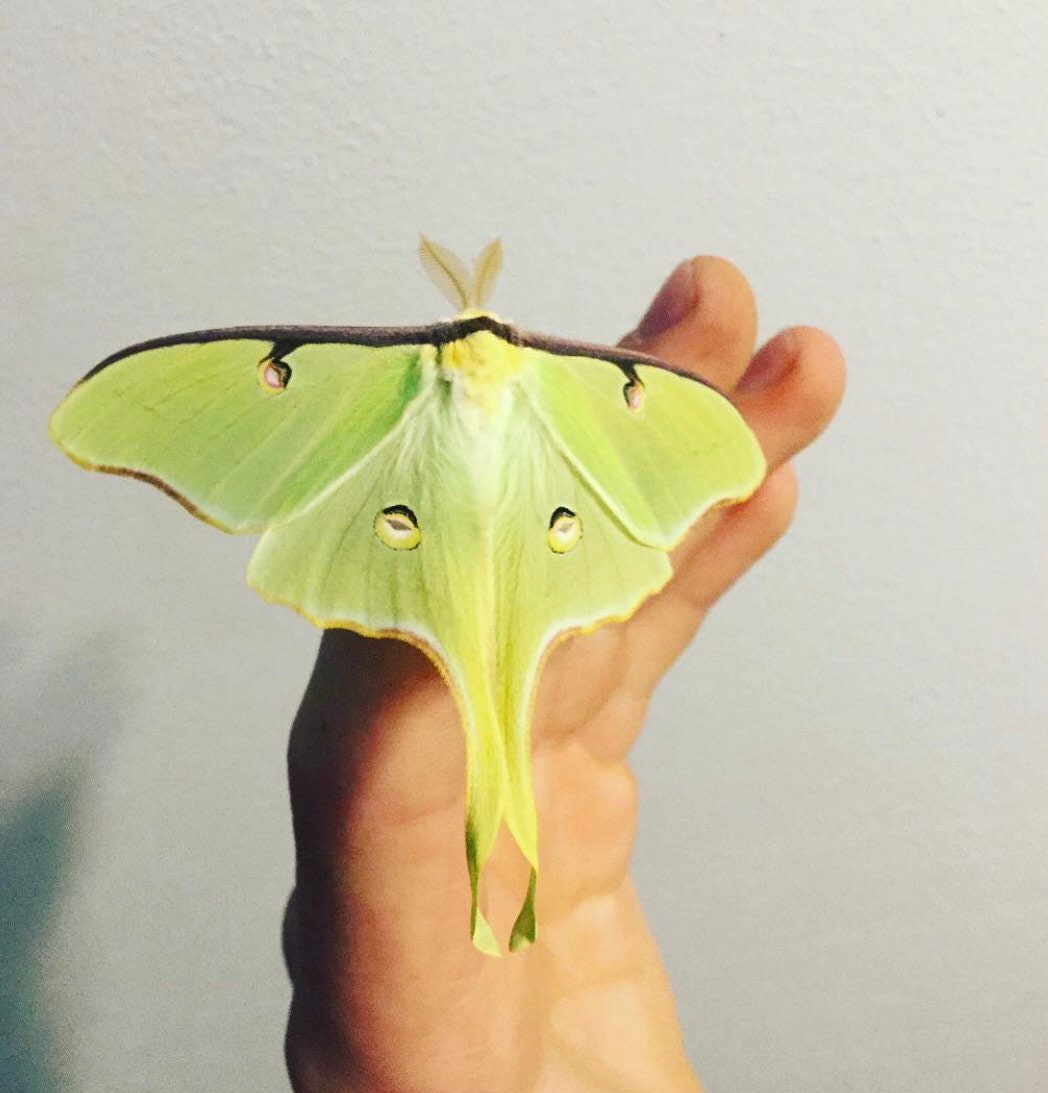 Luna Moth Emerging From Cocoon
