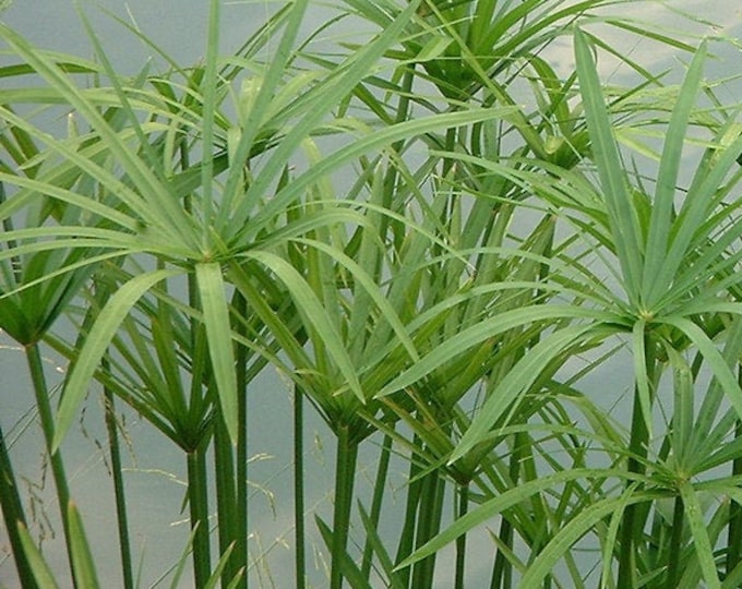 Papyrus - Rooted Young Live Plant - CYPERUS Alternifolius Papyrus Grass ...