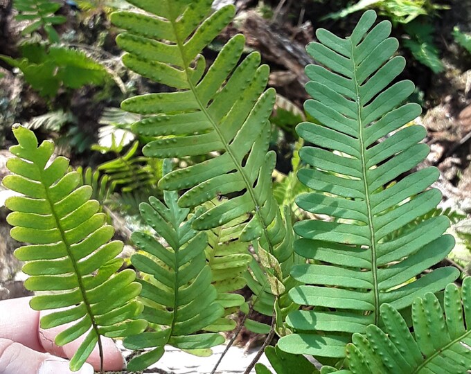 Resurrection Ferns - Live Terrarium Plant - Pleopeltis Polypodioides ...