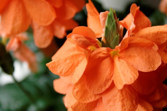 Crossandra Orange Marmalade Starter live plant plugs container garden 5 ...