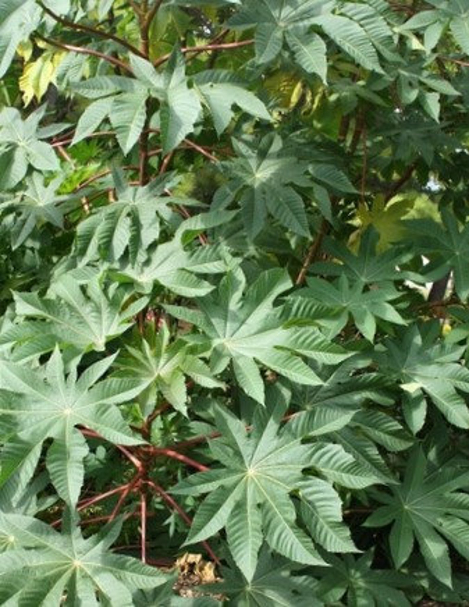 Awapuhi Deep Scalp - All Natural Hair Treatment - Restore and Repair ...