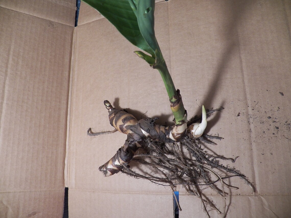 Canna Indica Lily Root African Arrowroot Live Spice Plant - Etsy