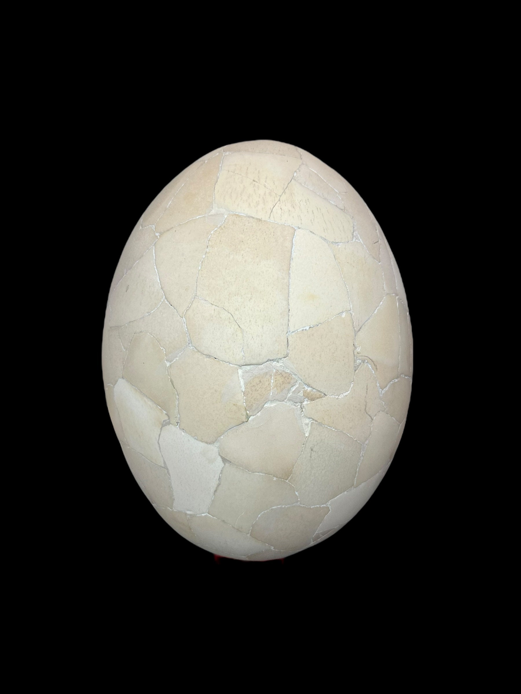 Elephant Bird Egg Fossil - Madagascar - Etsy