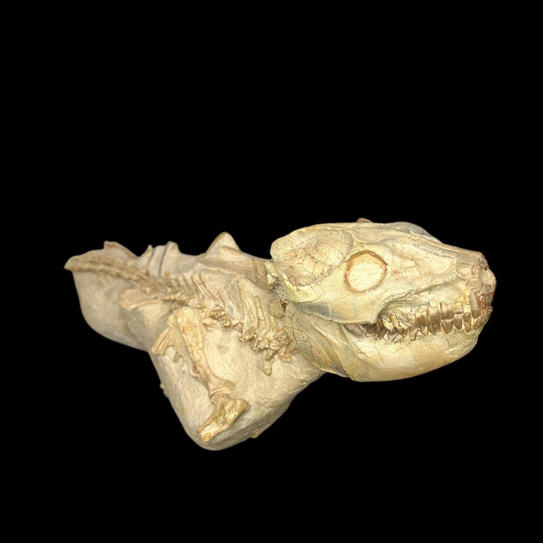 Exceptional Oreodont (leptauchenia) Fossil, Oligocene Specimen - Etsy