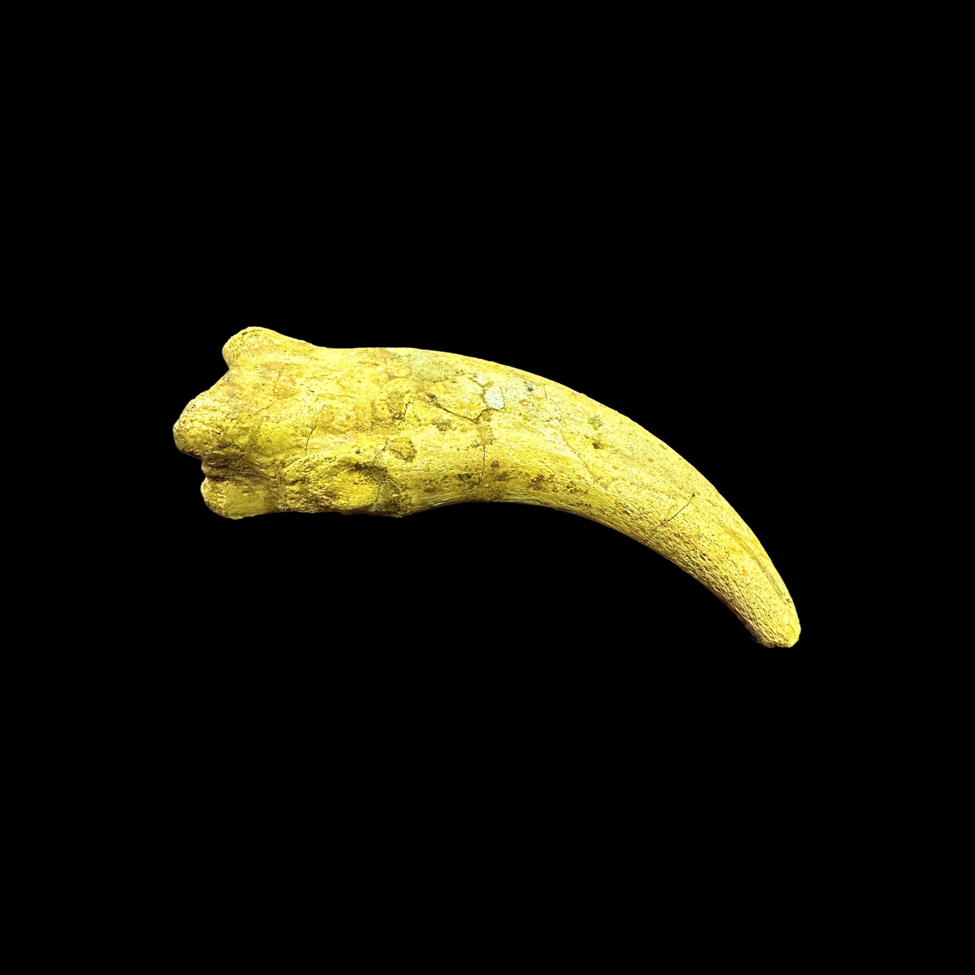 Carcharodontosaurus Hand Claw From Morocco - Etsy