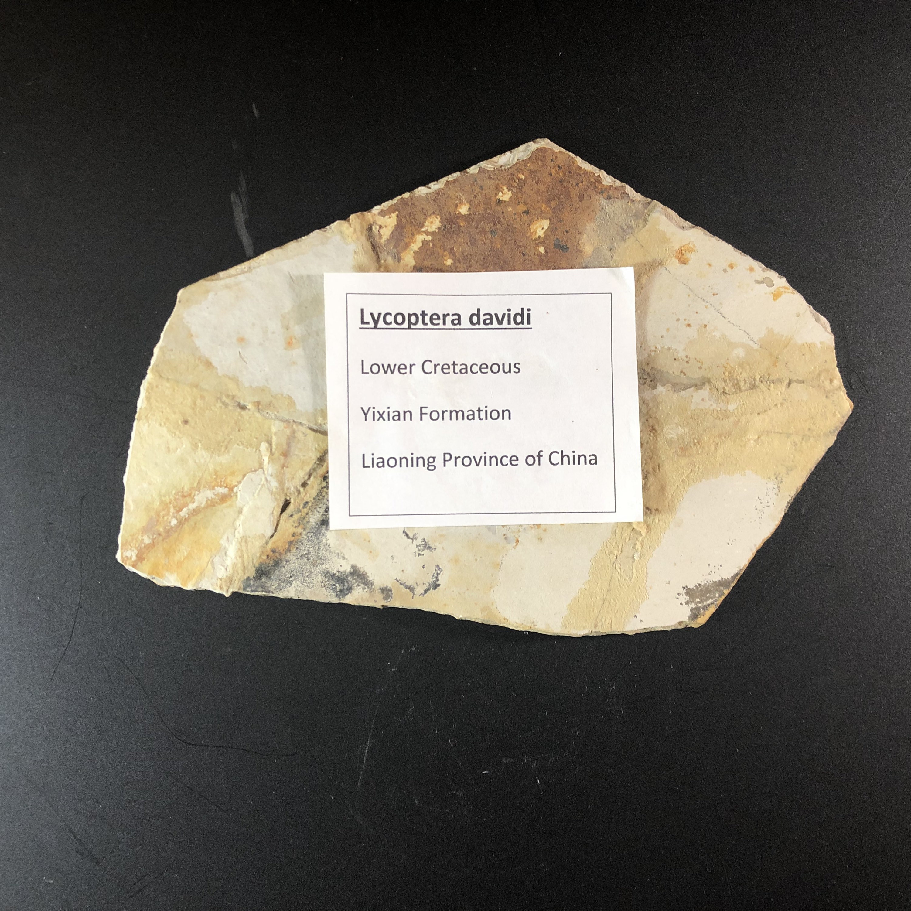 Lycoptera Davidi Fossil Fish Lower Cretaceous Yixian Formation China - Etsy