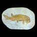 Lycoptera Davidi Fossil Fish Lower Cretaceous Yixian Formation China - Etsy