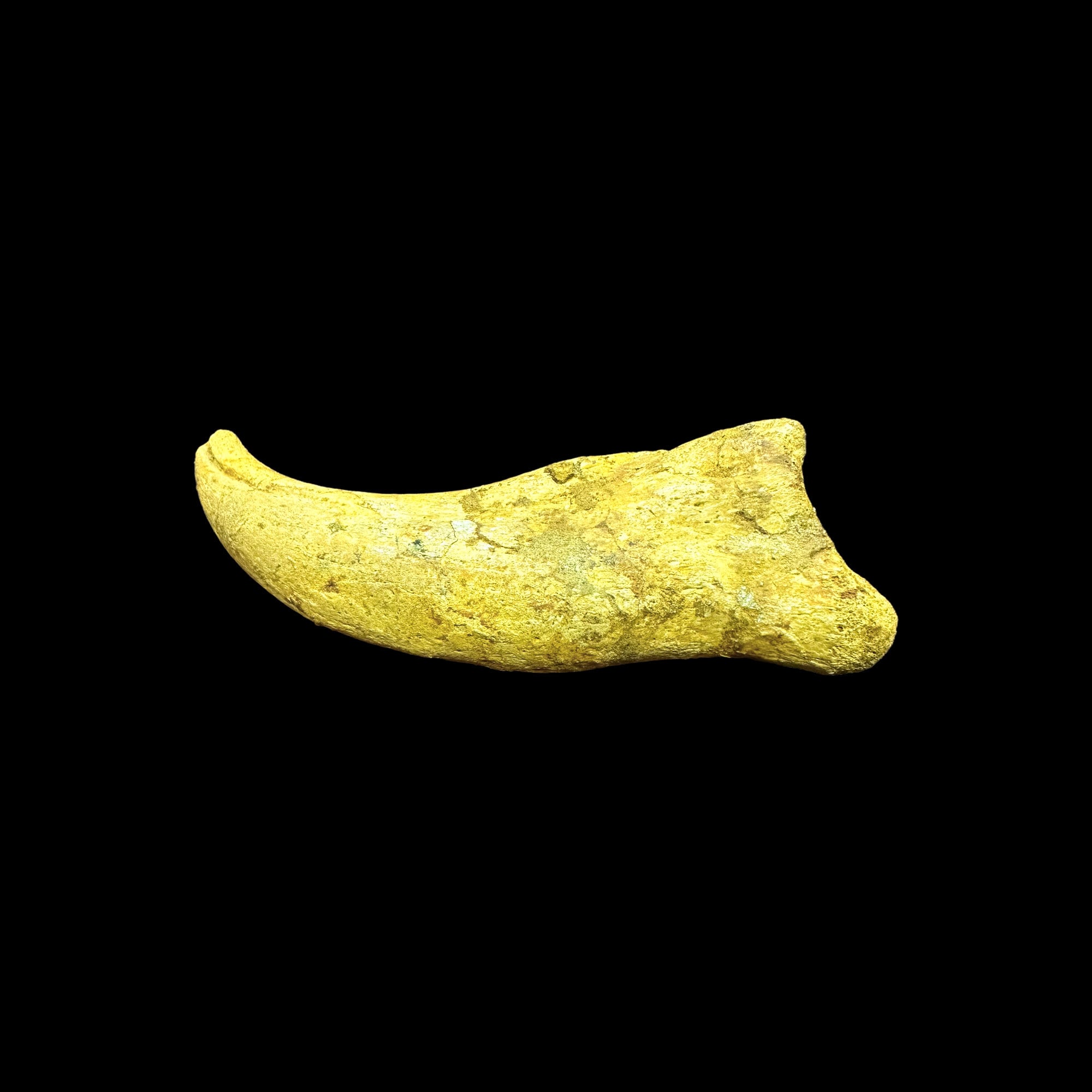 Carcharodontosaurus Hand Claw From Morocco - Etsy