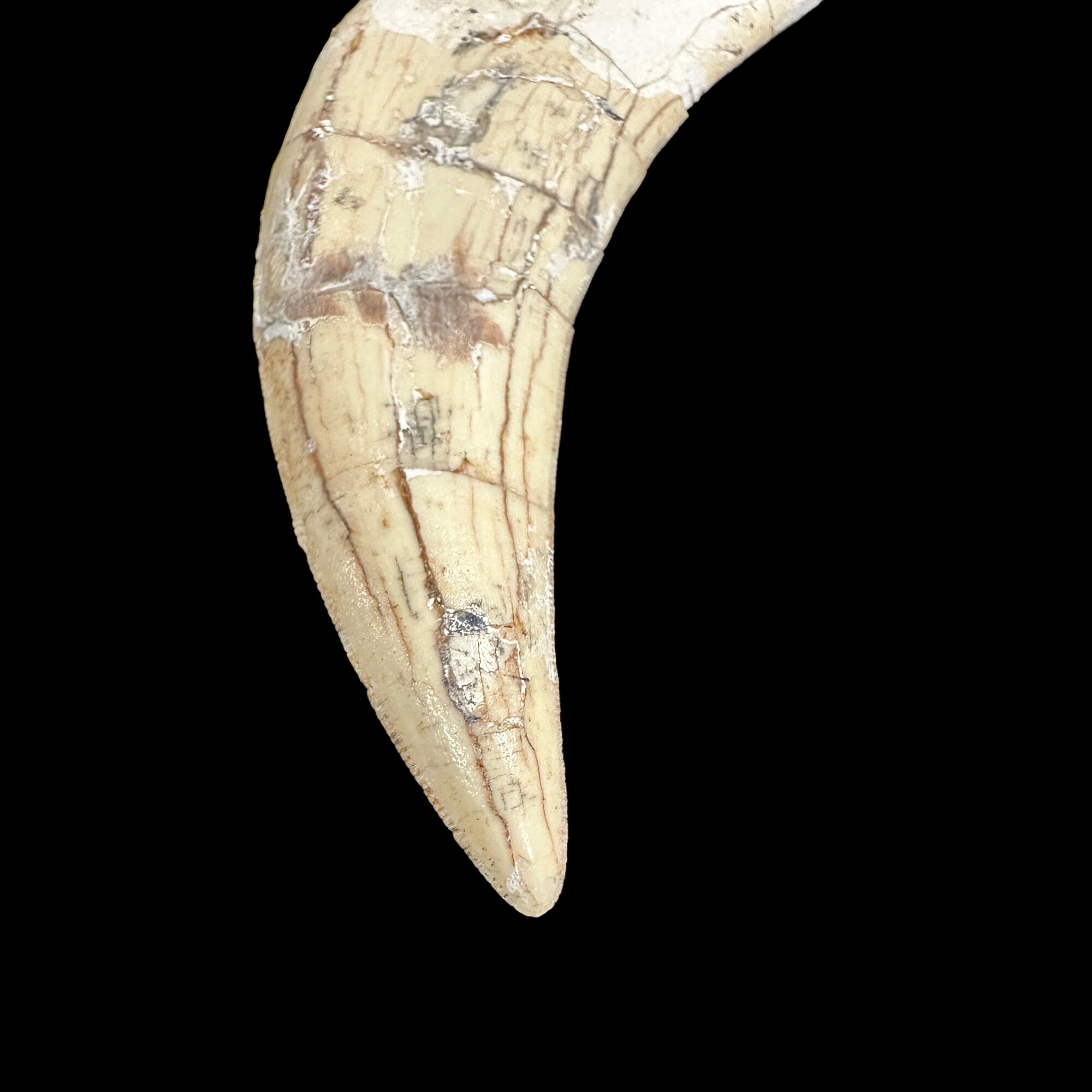 6" Machairodus Saber Tooth Cat Saber Tooth - Miocene Era- Eurasia - Etsy