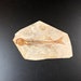 Lycoptera Davidi Fossil Fish Lower Cretaceous Yixian Formation China - Etsy
