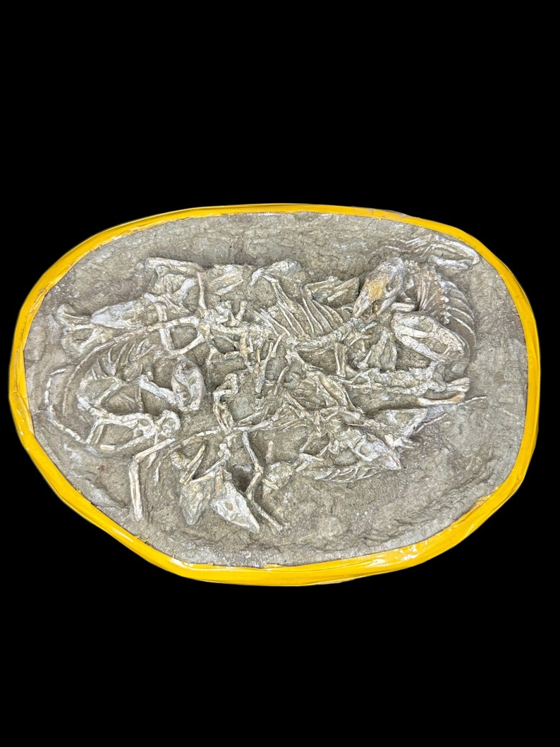 Repenomamus Nest last Known Mezozoic Mammal, Early Creataceous 125MYO ...