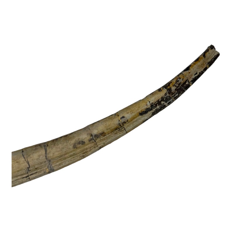 Allosaurus Fragilis Fossil Rib - Jurassic Age- Blanding, Utah, USA - Etsy