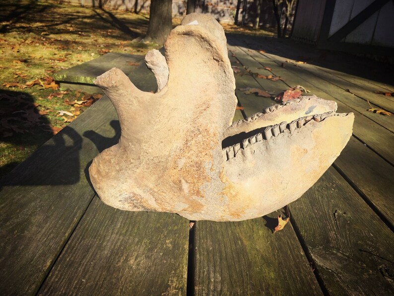 Glyptodon Fossil Lower Jaw | Etsy