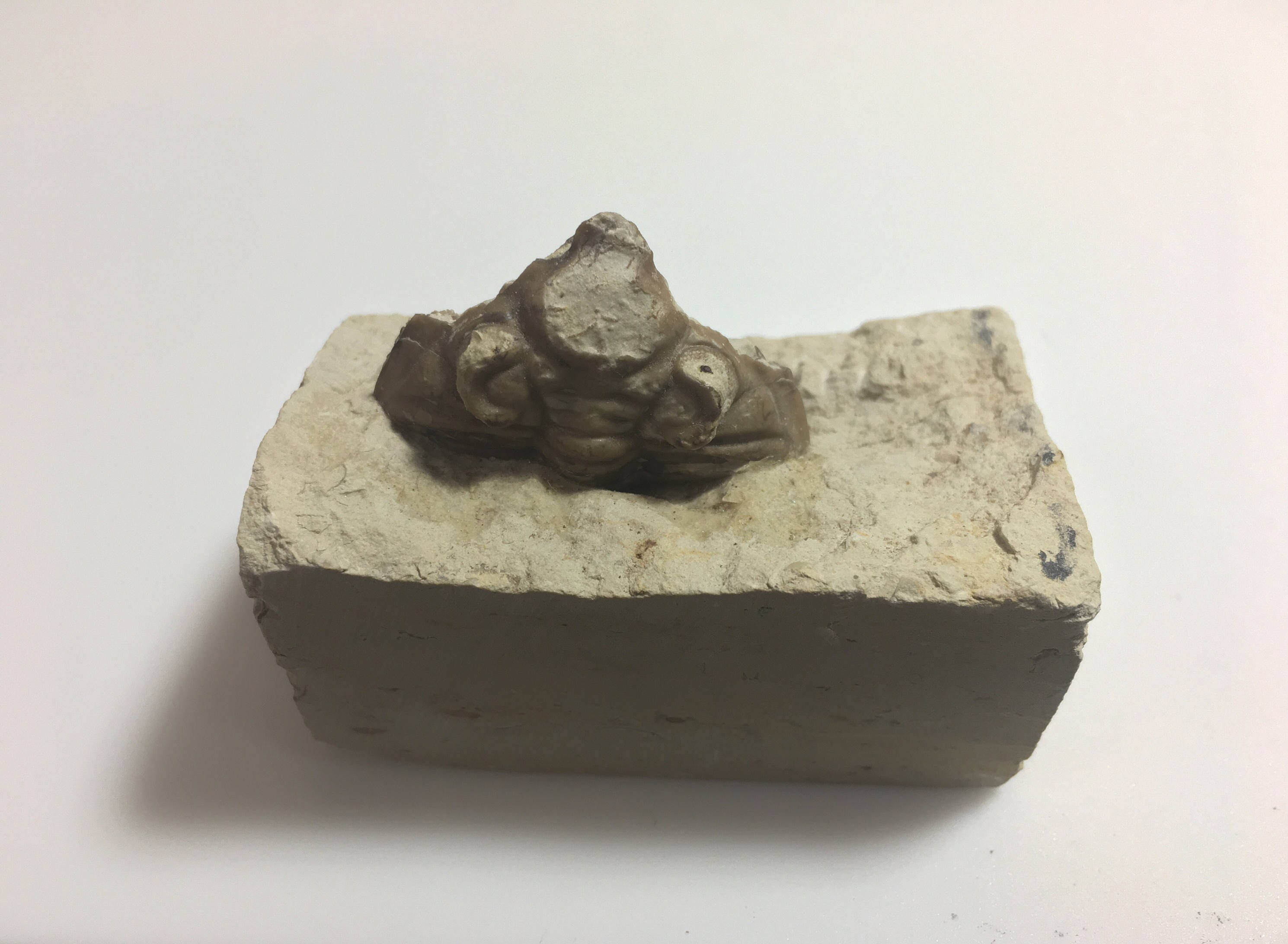 Trilobite homotelus Bromidensis ESKER - Etsy Australia