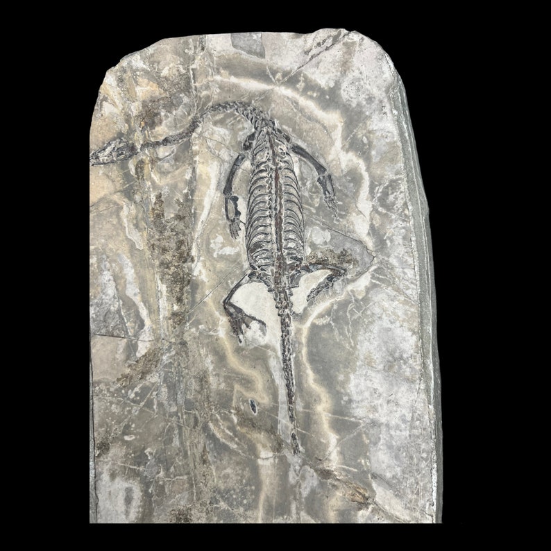 Keichousaurus Fossil Dinosaur Guizhou Province China - Etsy