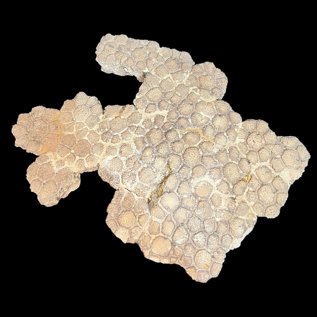 Glyptodon Osteoderm Shell Scute Fossil Pleistocene Epochs Argentina - Etsy