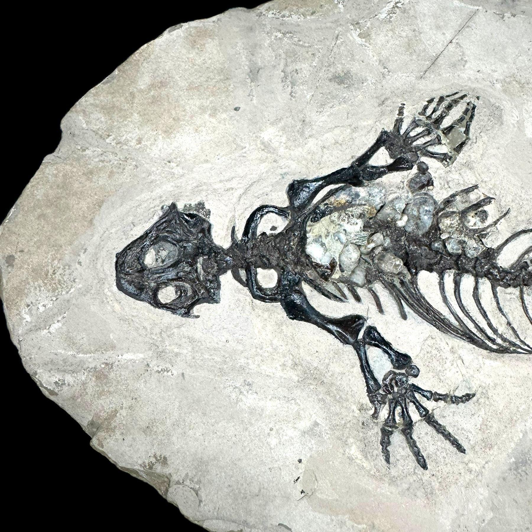 Rare Barasaurus Fossil - Permian Era, Madagascar - Well-preserved ...