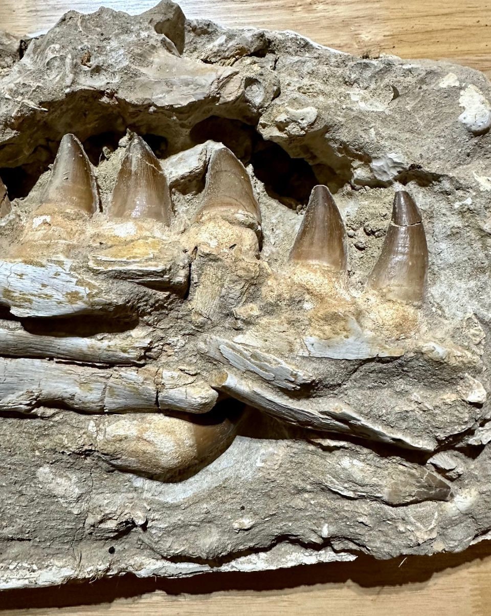 Mosasaur Jaw Specimen 12 Teeth Morocco - Etsy