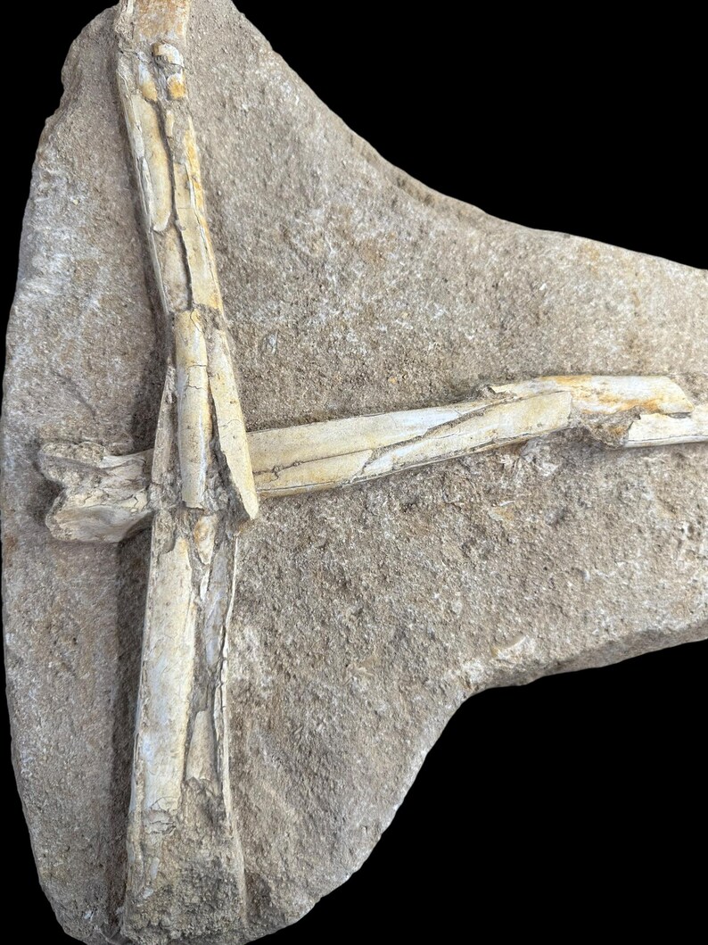 Pterosaur Fossil Bones Cretaceous Kem Kem Formation,morocco - Etsy