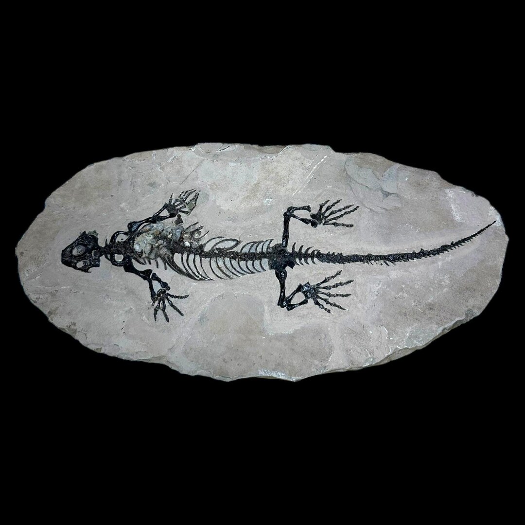 Rare Barasaurus Fossil - Permian Era, Madagascar - Well-preserved ...