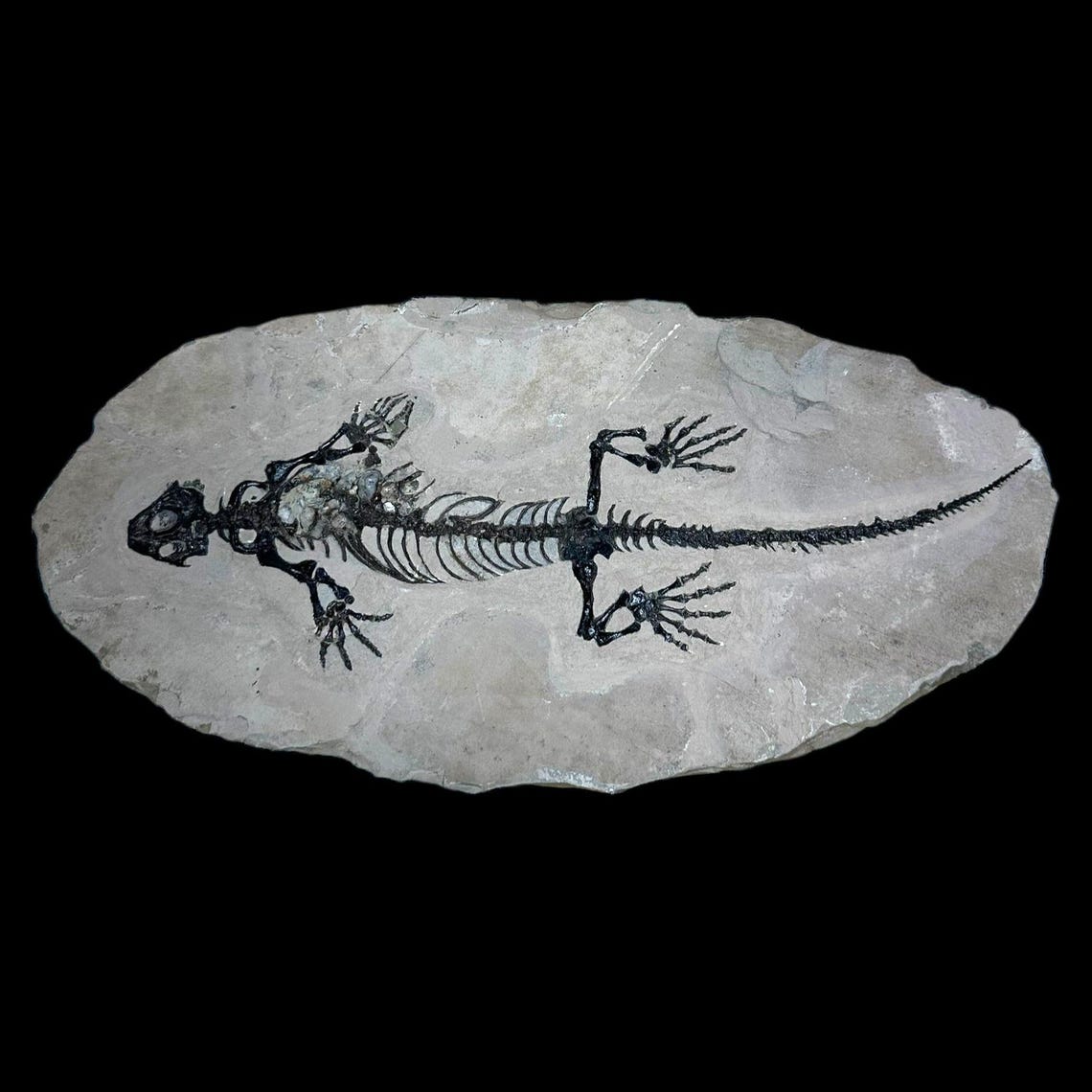 Rare Barasaurus Fossil - Permian Era, Madagascar - Well-preserved ...