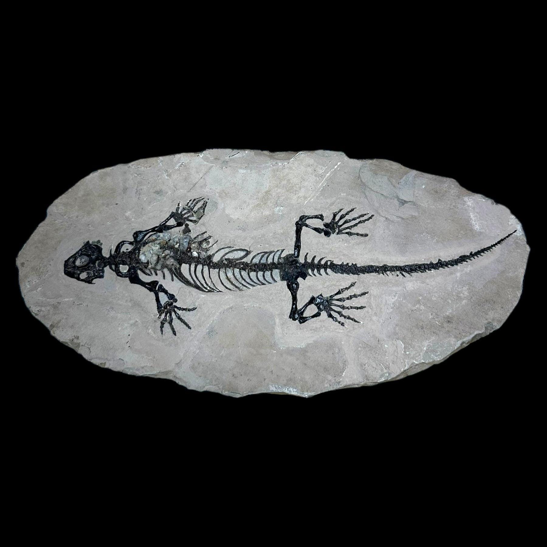 Rare Barasaurus Fossil - Permian Era, Madagascar - Well-preserved ...