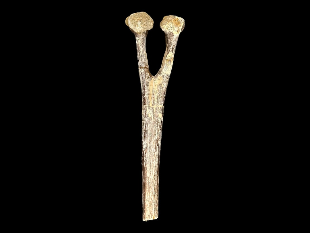 Hadrosaur Chevron Fossil - Cretaceuos - Brule Formation, South Dakota ...