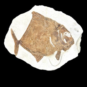 Pycnodont Fossil Fish Morocco Cretaceous - Etsy