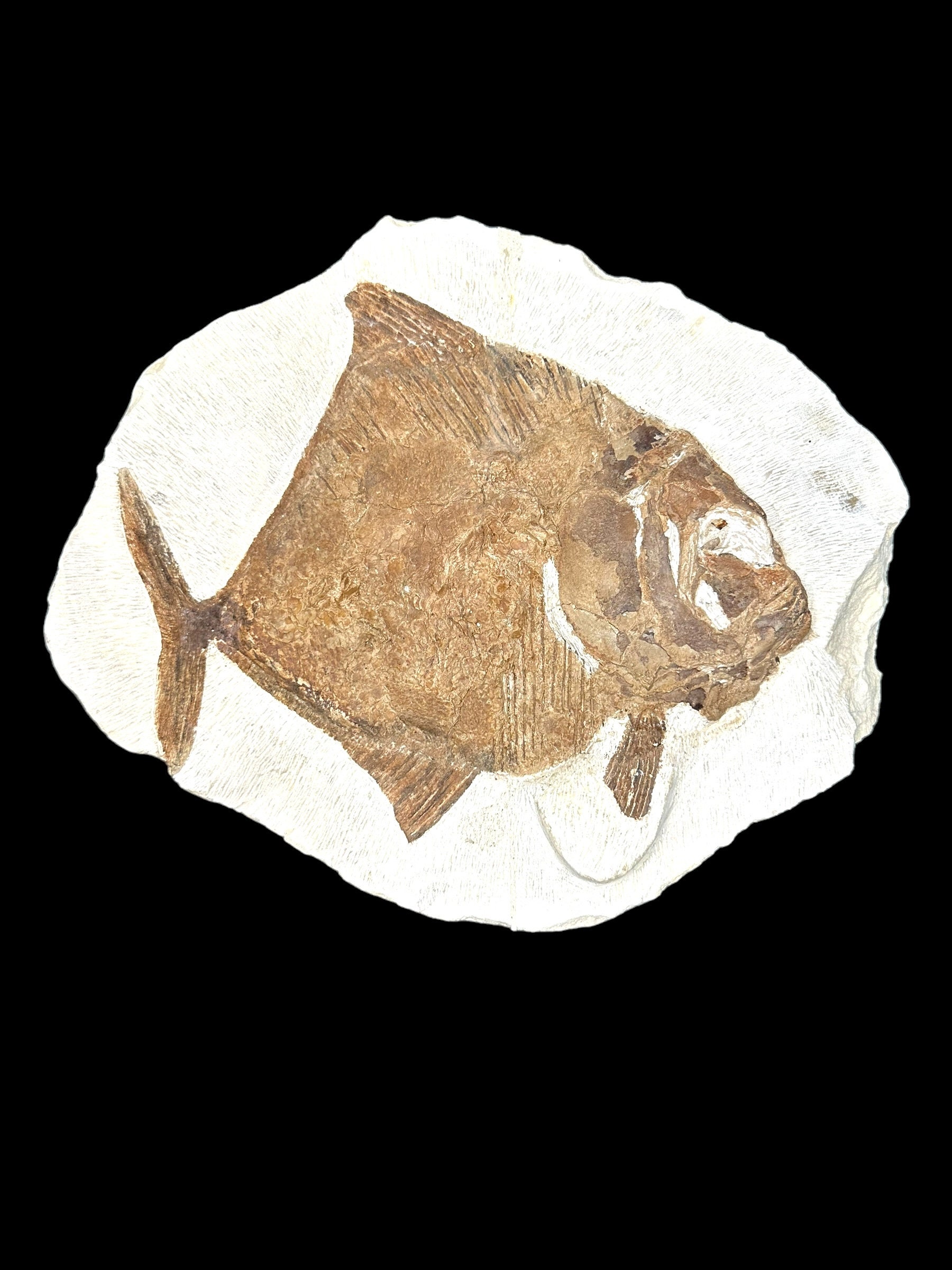 Pycnodont Fossil Fish Morocco Cretaceous - Etsy