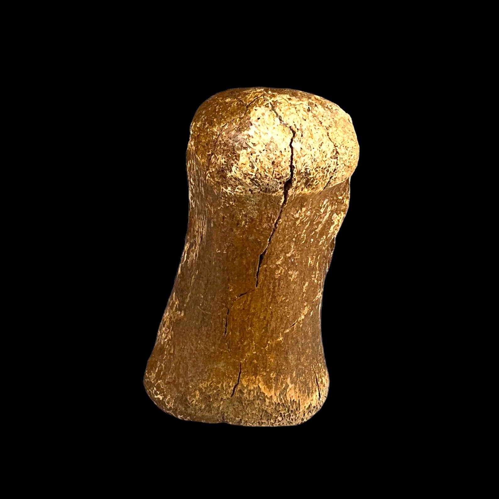 Edmontosaurus Metatarsal Foot Bone Cretaceus Glendive Montana - Etsy