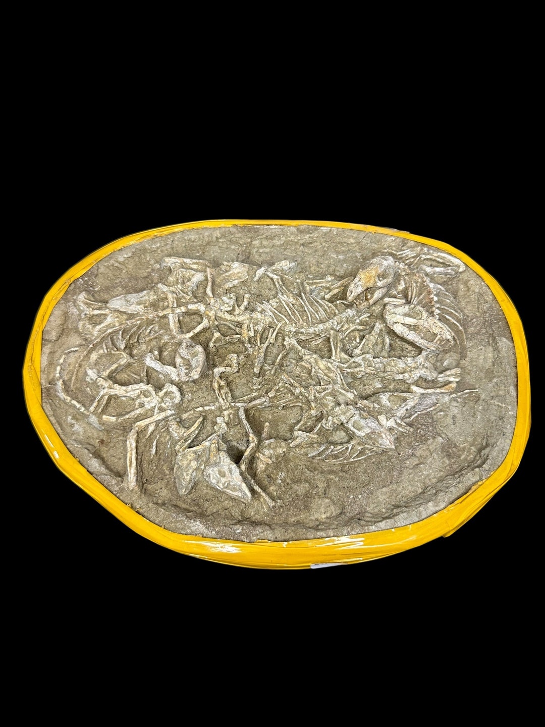 Repenomamus Nest (last Known Mezozoic Mammal), Early Creataceous 125MYO ...