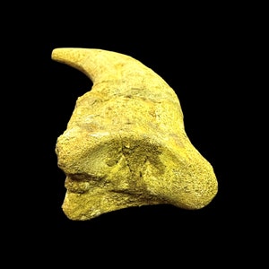 Carcharodontosaurus Hand Claw From Morocco - Etsy