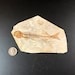 Lycoptera Davidi Fossil Fish Lower Cretaceous Yixian Formation China - Etsy