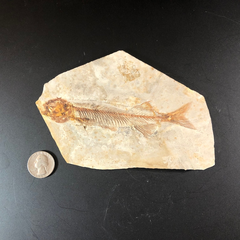 Lycoptera Davidi Fossil Fish Lower Cretaceous Yixian Formation China - Etsy
