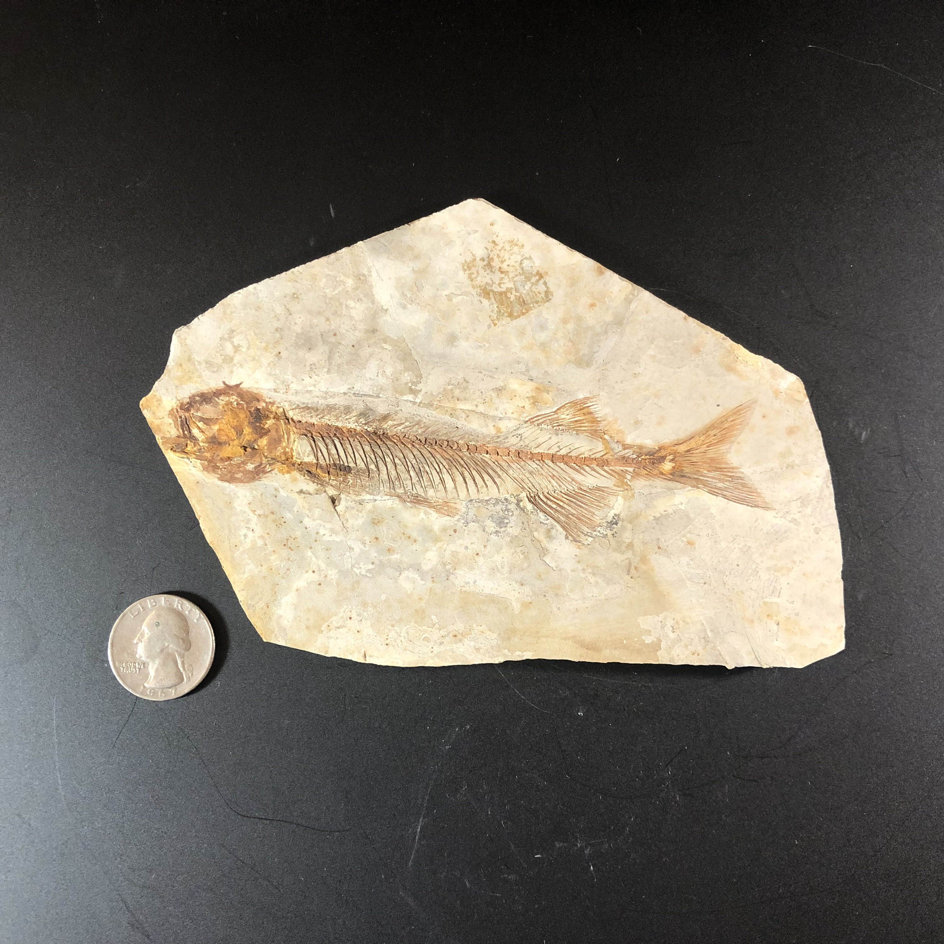 Lycoptera Davidi Fossil Fish Lower Cretaceous Yixian Formation China - Etsy