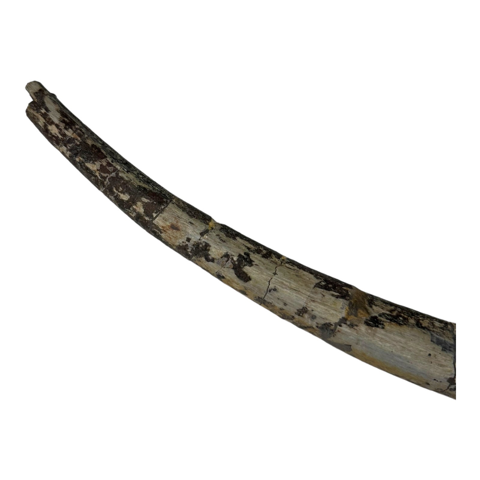 Allosaurus Fragilis Fossil Rib Jurassic Age Blanding, Utah, USA - Etsy