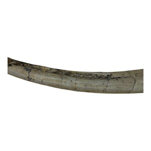 Allosaurus Fragilis Fossil Rib - Jurassic Age- Blanding, Utah, USA - Etsy