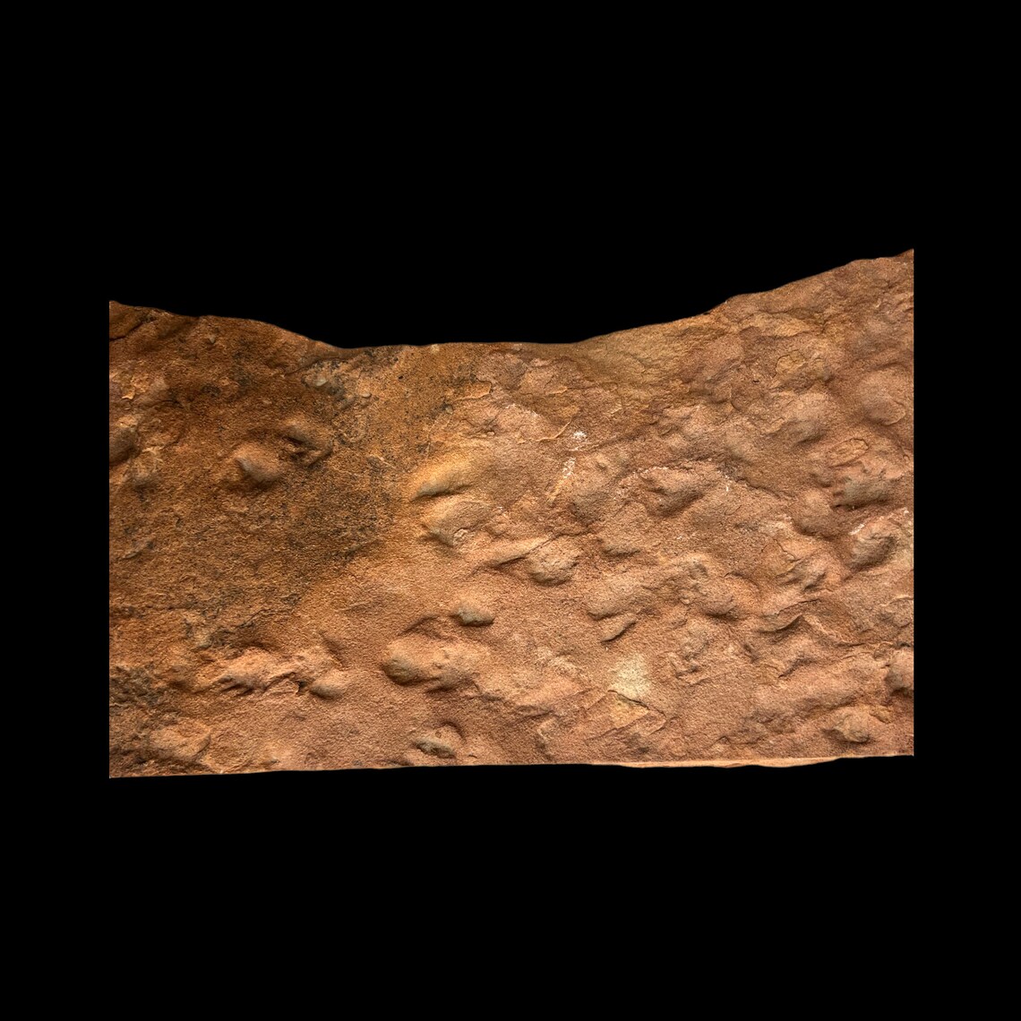 Chelichnus (laoporus) Fossil Tracks Early Amphibian 300 MYO Early ...