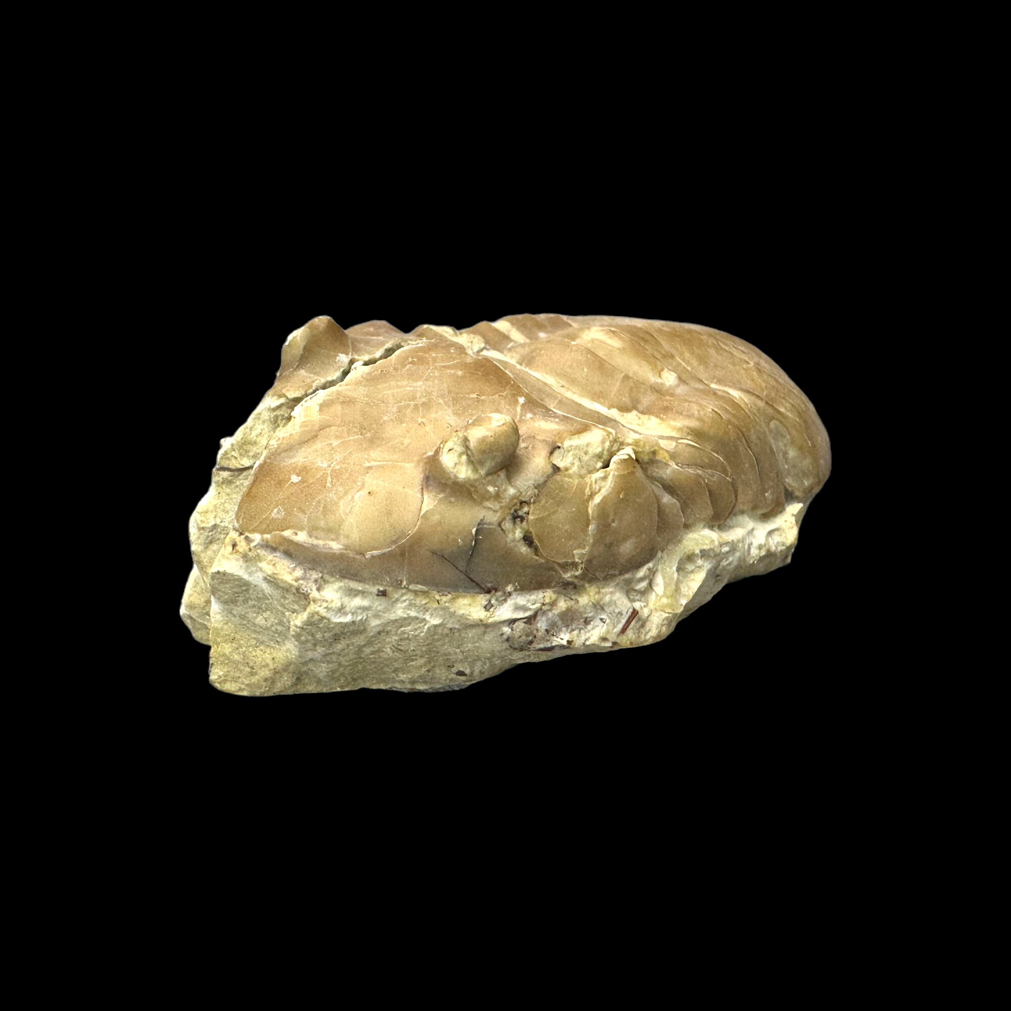 Trilobite homotelus Bromidensis ESKER Criner Hills, Carter County ...