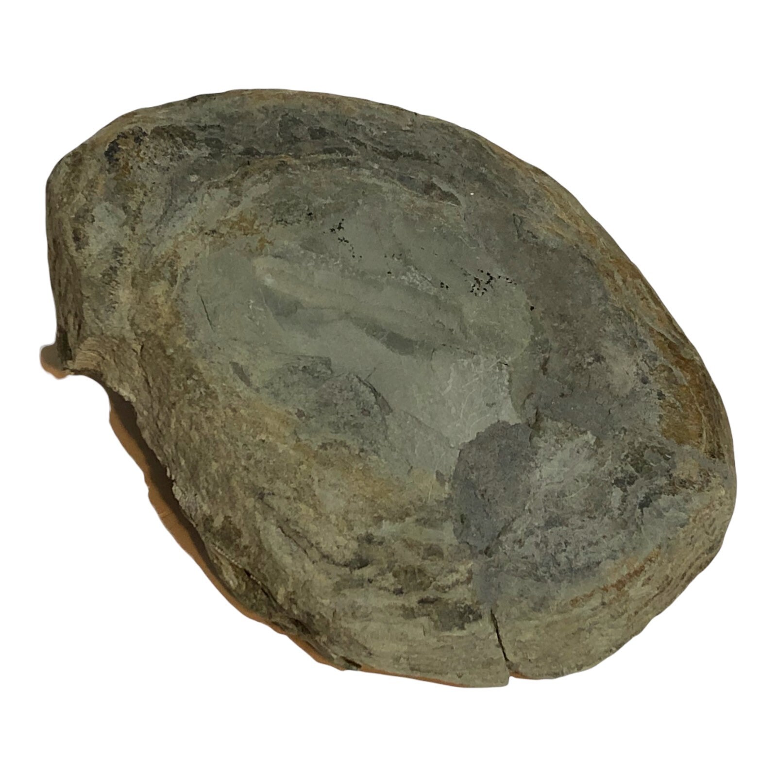 Armored Fish Fossil Bothriolepis Canadensis Placoderm Devonian Canada ...