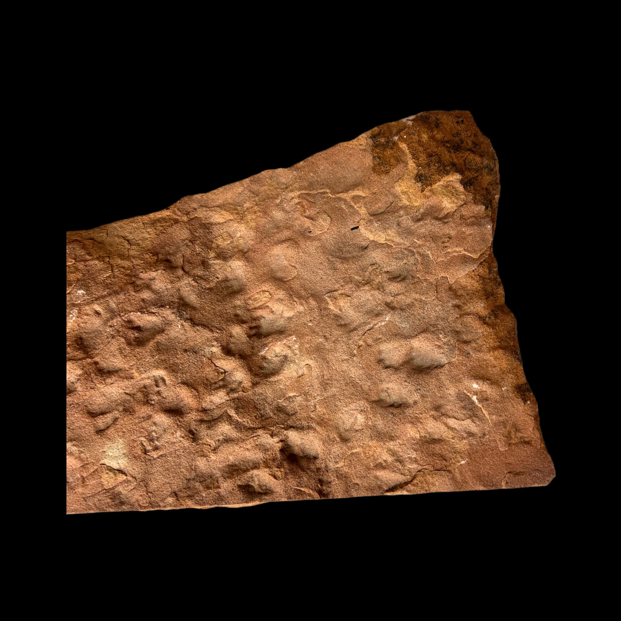 Chelichnus laoporus Fossil Tracks Early Amphibian 300 MYO Early Permian ...