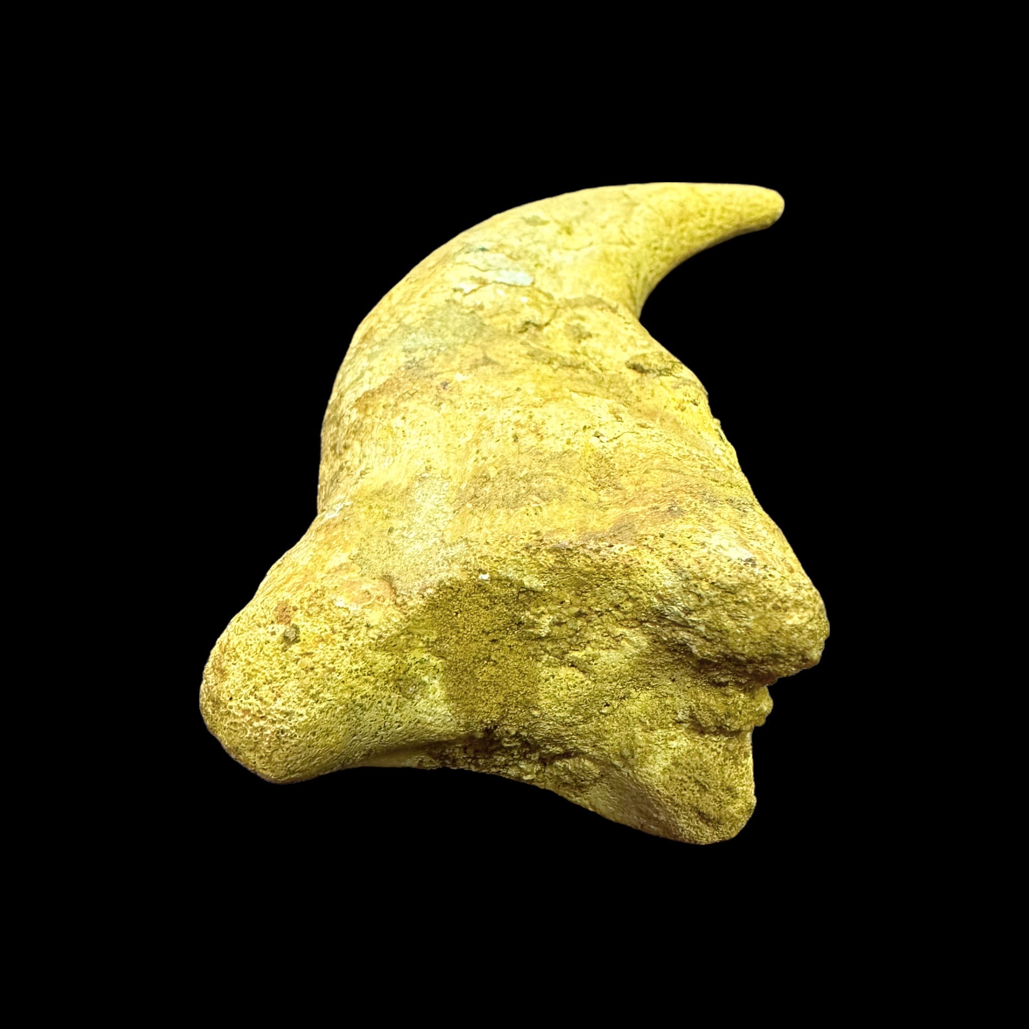 Carcharodontosaurus Hand Claw From Morocco - Etsy