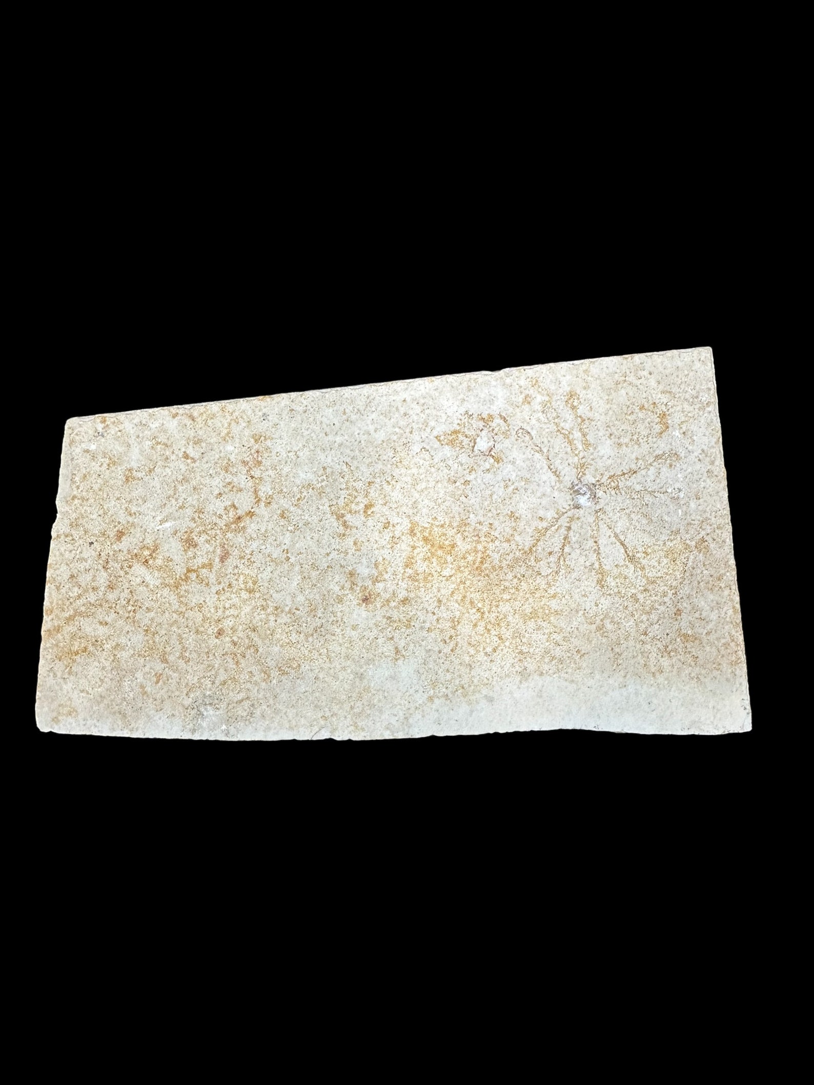 Free Floating Crinoid Fossil (saccoumateriella) - Jurrassic Era ...
