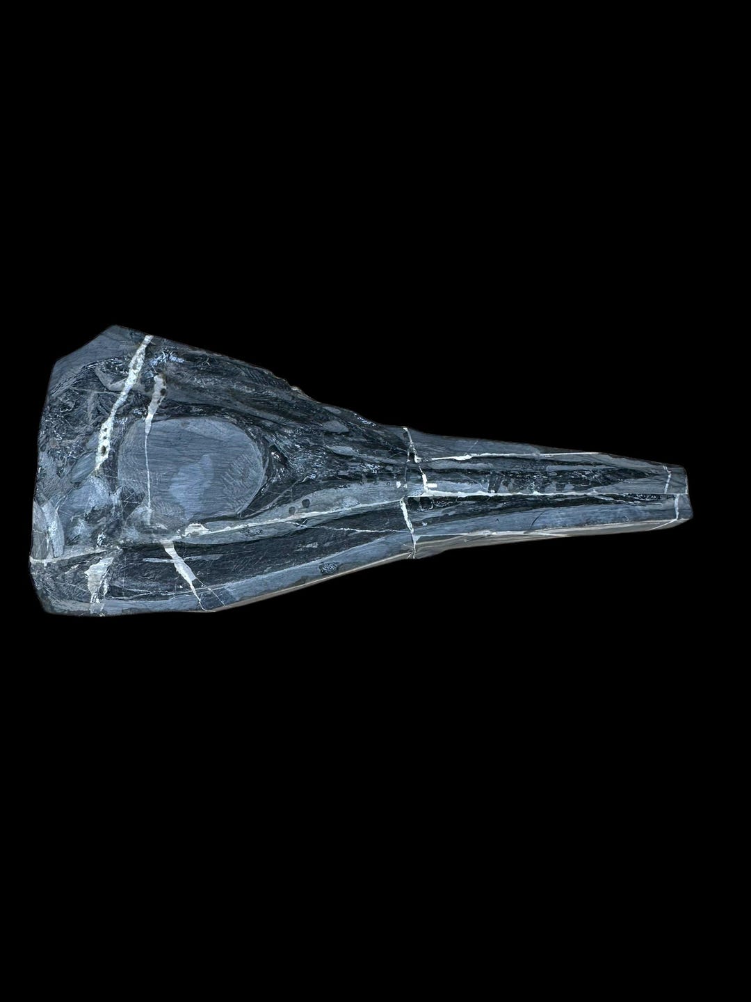 Exquisite Mixosaurus Panxianensis Fossil Fish Skull - Etsy