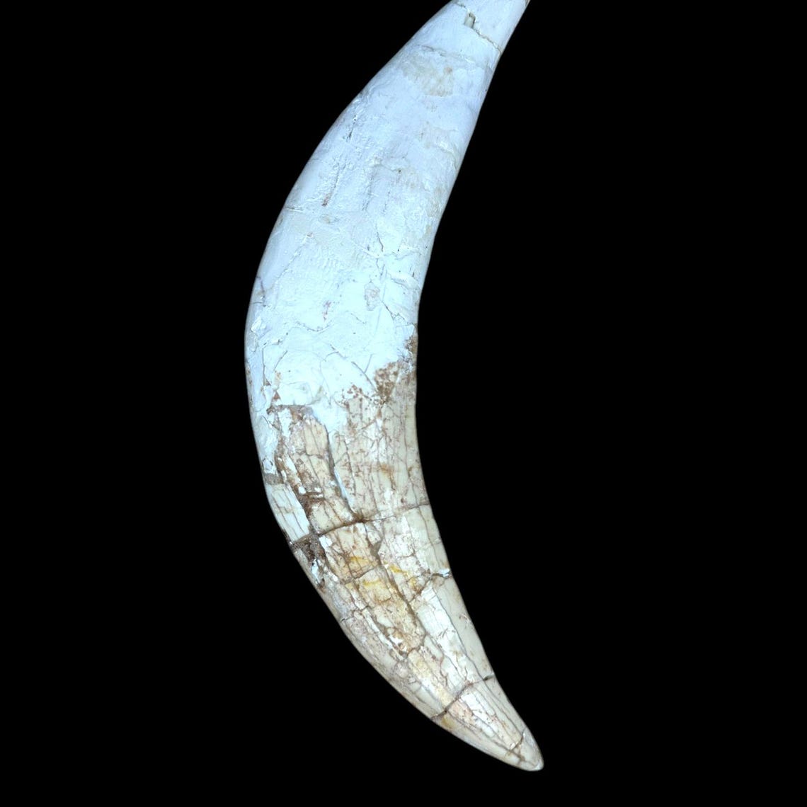 Machairodus Saber Tooth Cat Saber Tooth - Miocene Era- Eurasia With ...