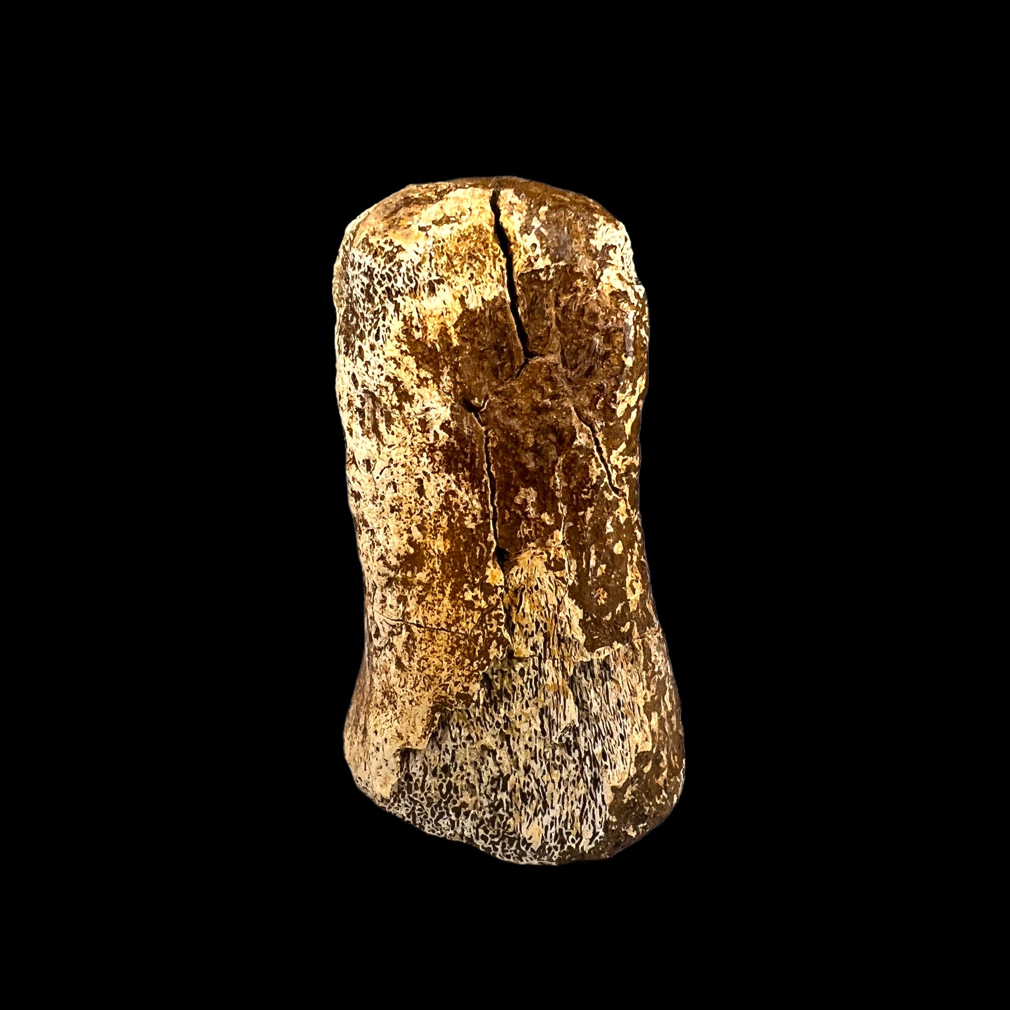 Edmontosaurus Metatarsal Foot Bone Cretaceus Glendive Montana - Etsy