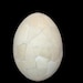 Elephant Bird Egg Fossil - Madagascar - Etsy