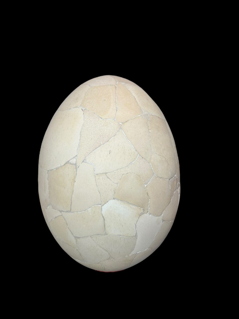 Elephant Bird Egg Fossil - Madagascar - Etsy